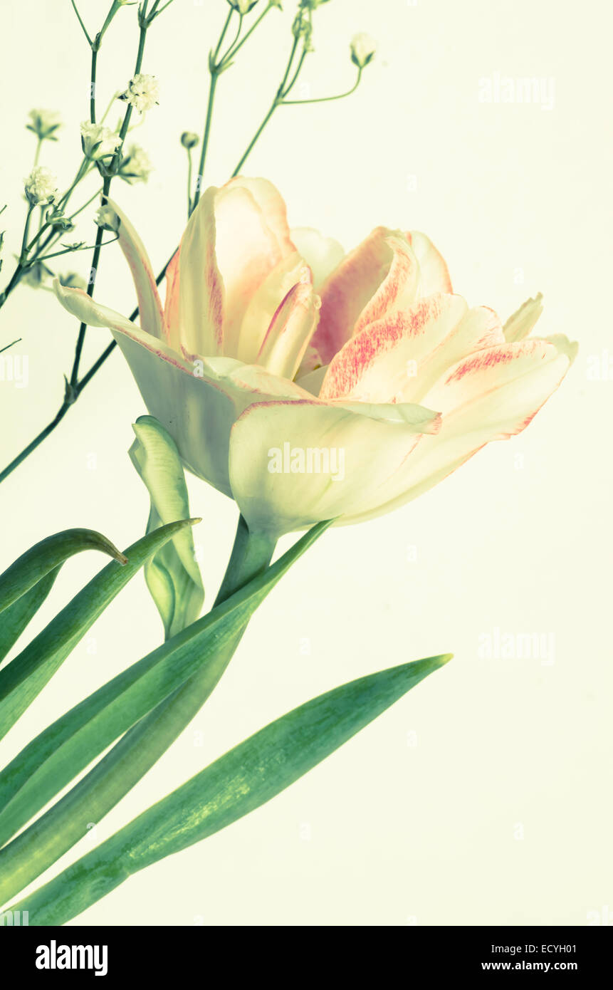cream tulip on white background Stock Photo - Alamy