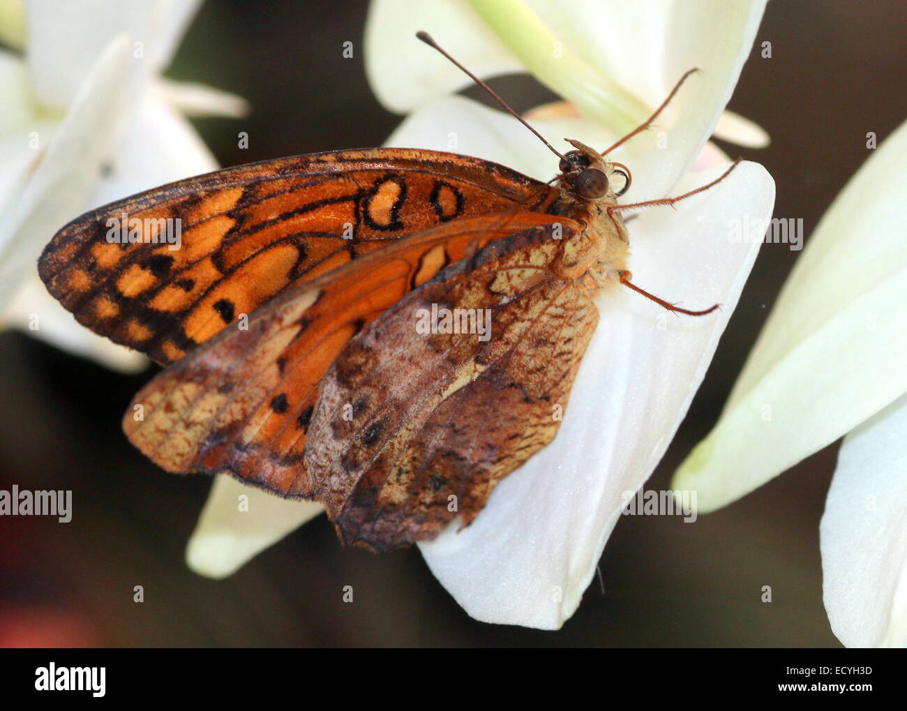 Mexican Fritillary Butterfly