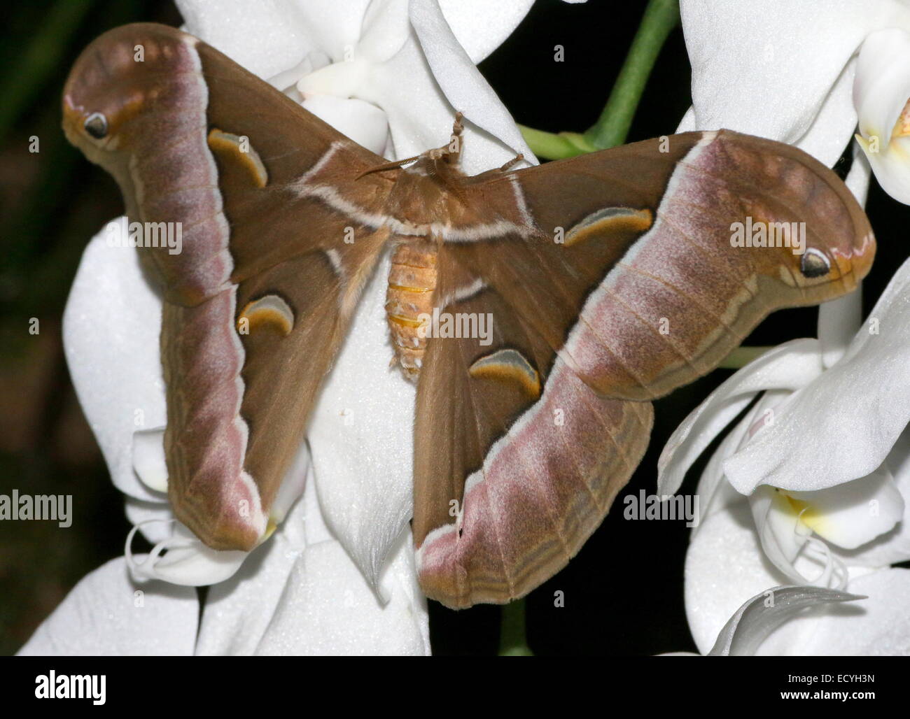 Asian Moths High Resolution Stock Photography and Images - Alamy