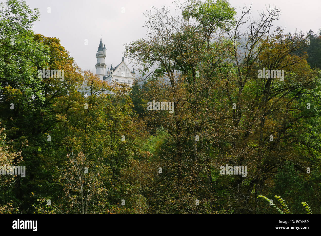 Neuschwanstein Castle mountain hill forest tree Stock Photo - Alamy