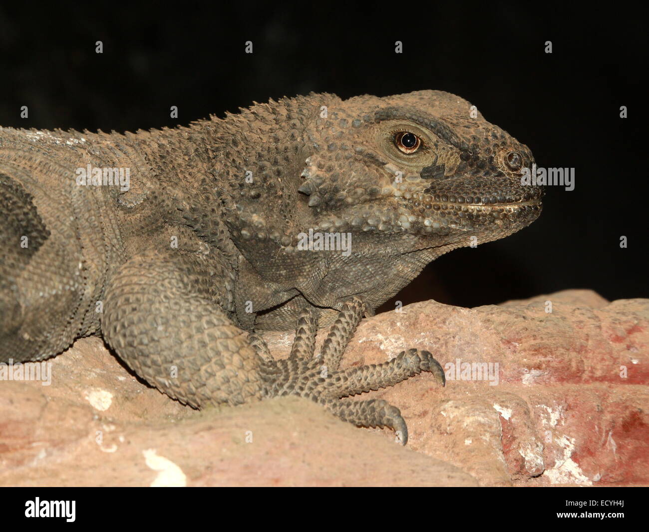North American Common Chuckwalla (Sauromalus ater - formerly Sauromalus ...