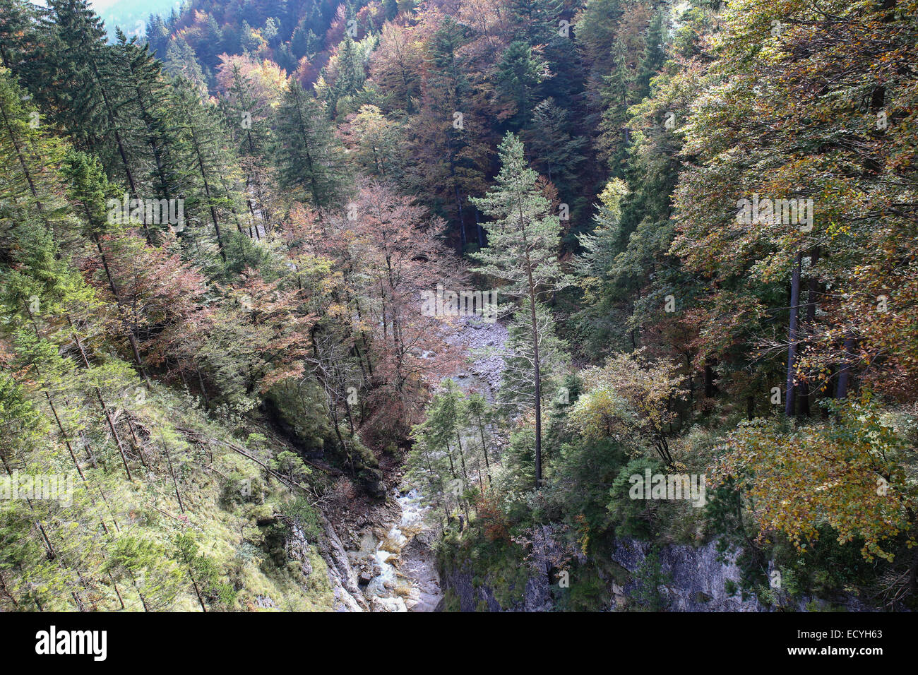 Aerial view forest hi-res stock photography and images - Alamy