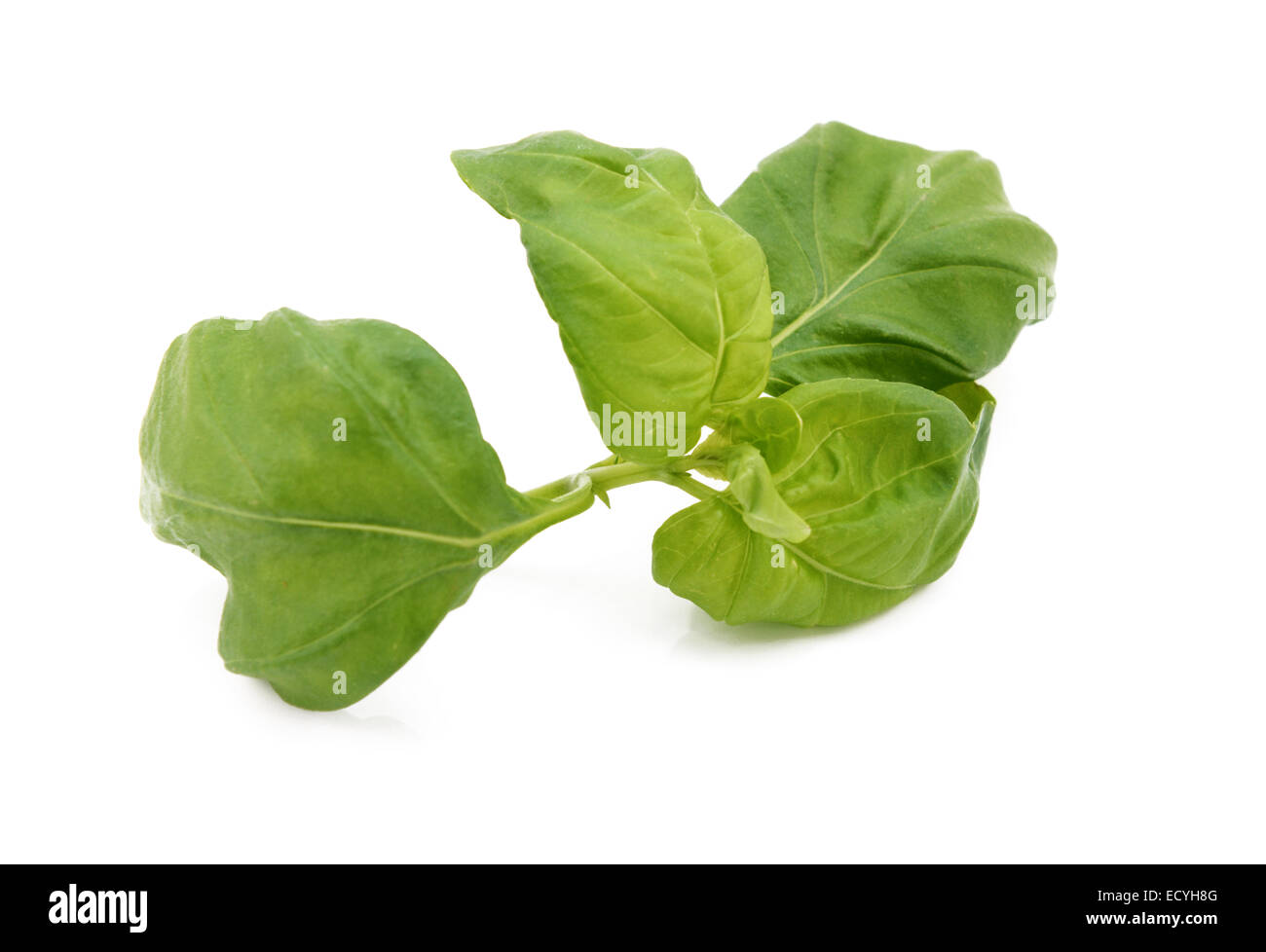 Sprig of fresh basil leaves, isolated on a white background Stock Photo ...