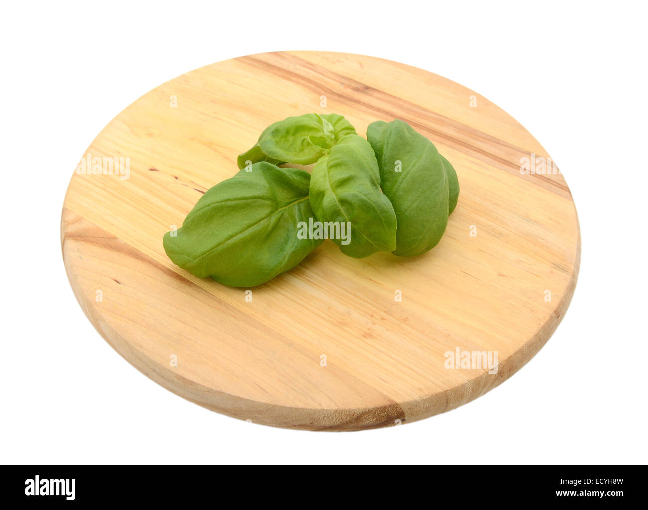 Stem of fresh basil leaves on a round wooden chopping board, isolated ...