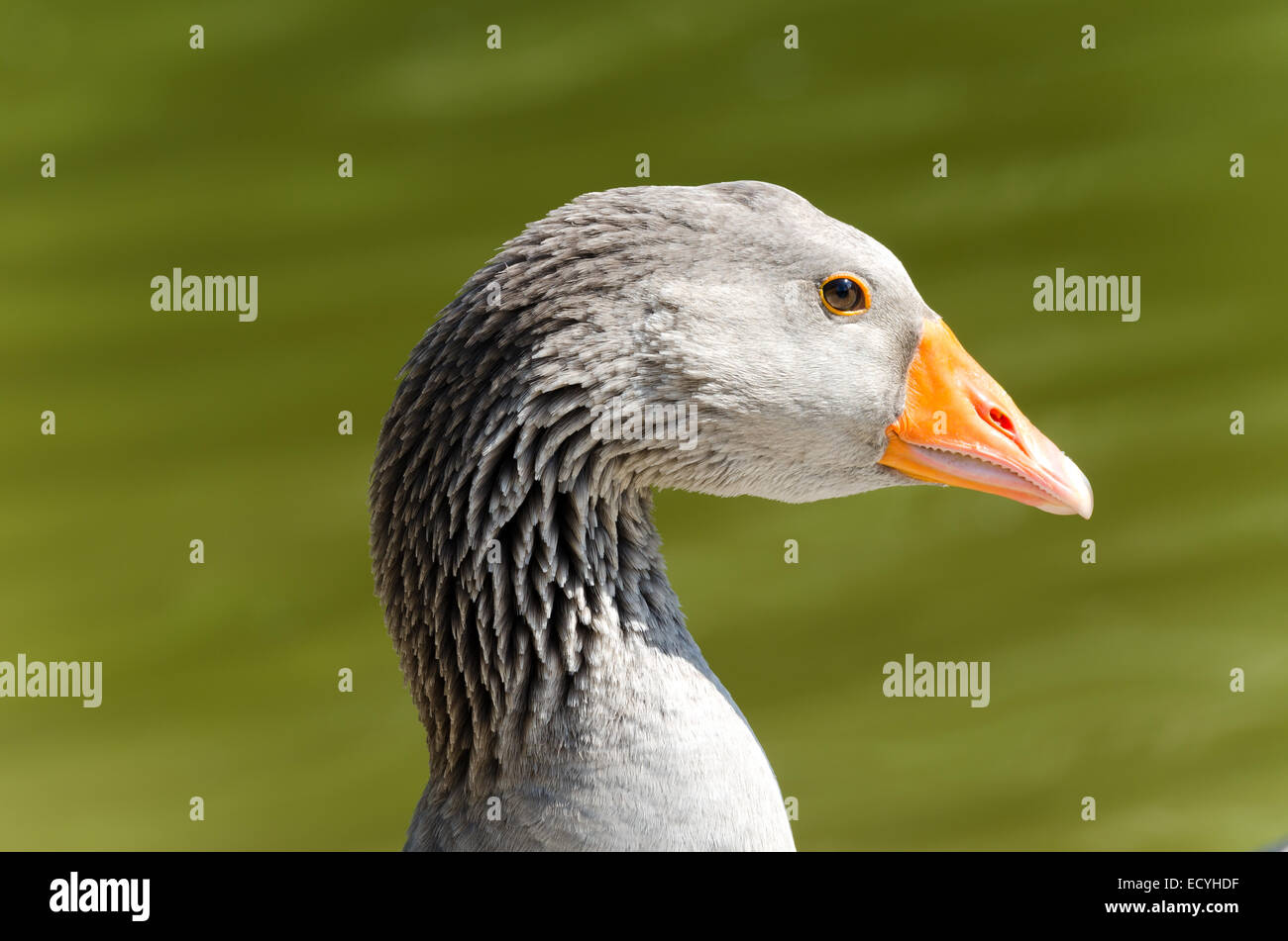 Goose padovana hi-res stock photography and images - Alamy