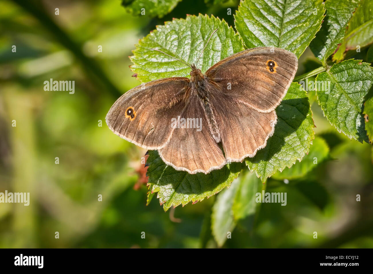 Gatekeeper butterfly on a green leaf hi-res stock photography and ...
