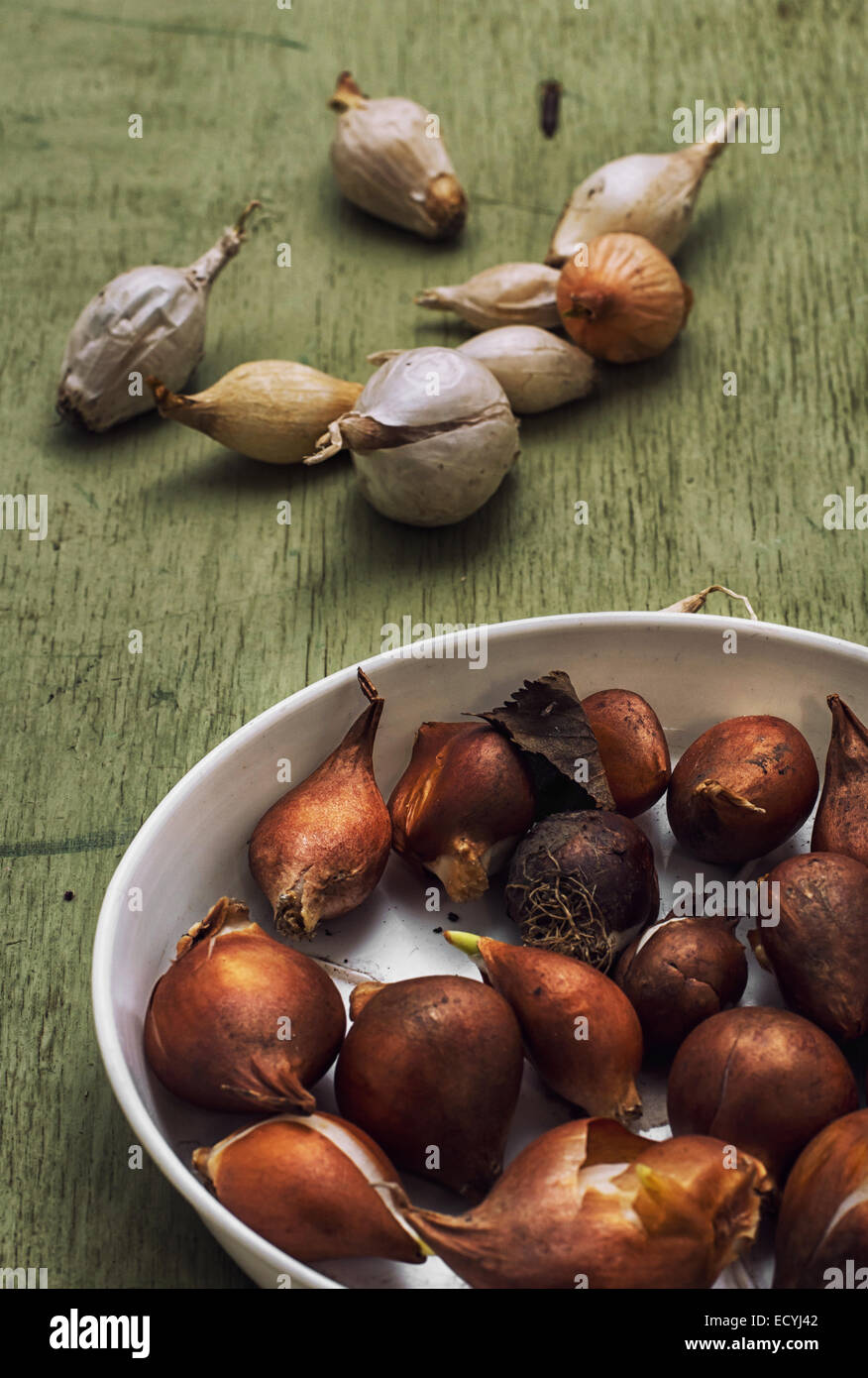 germinated and prepared for planting spring bulbs plants Stock Photo ...