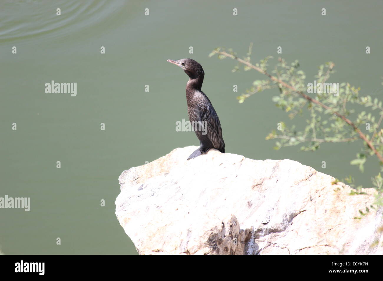 Single Bird - Indian Stock Photo - Alamy