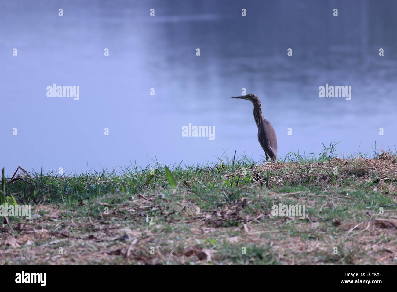 Indian mountain bird hi-res stock photography and images - Alamy