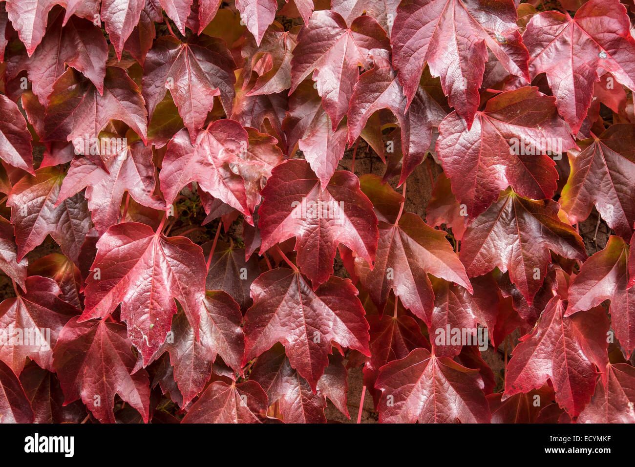 Virginia creeper wall plant West End Northleach The Cotswolds ...