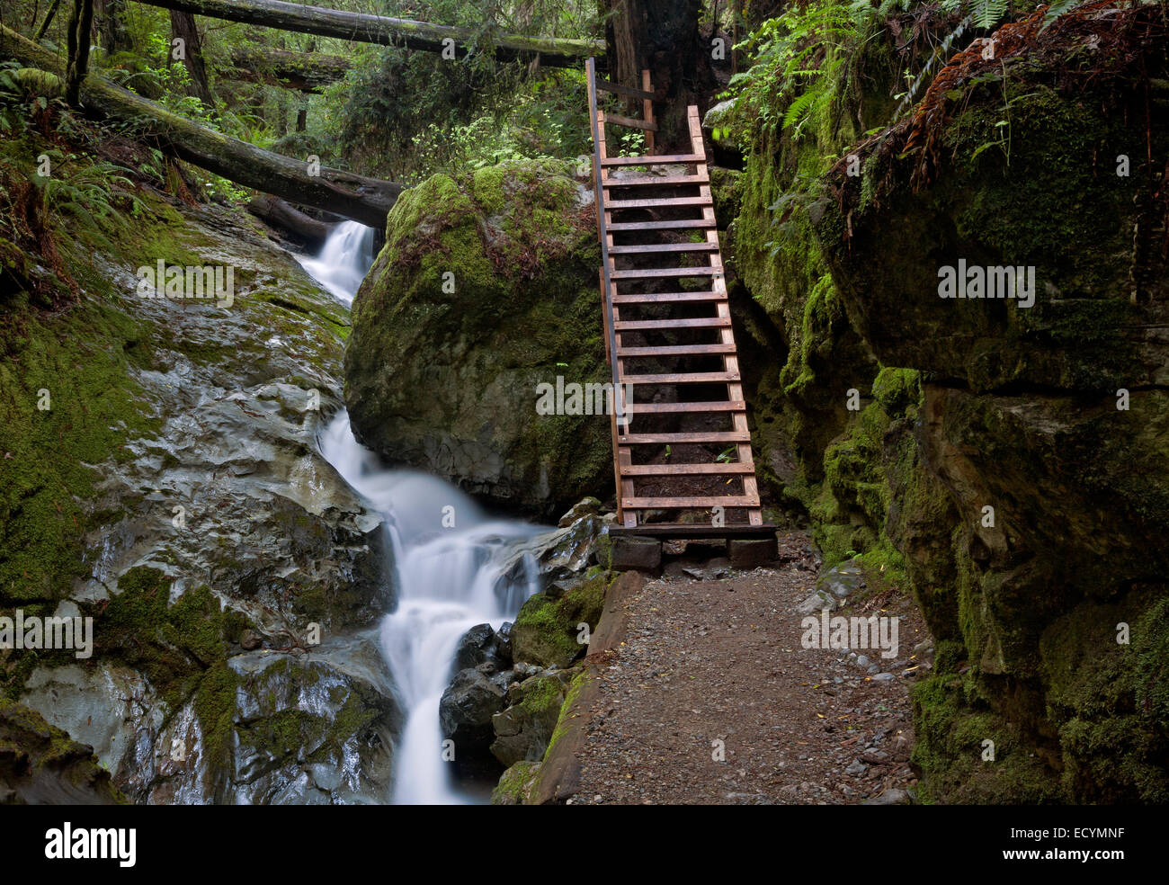 Ecymnf hi-res stock photography and images - Alamy
