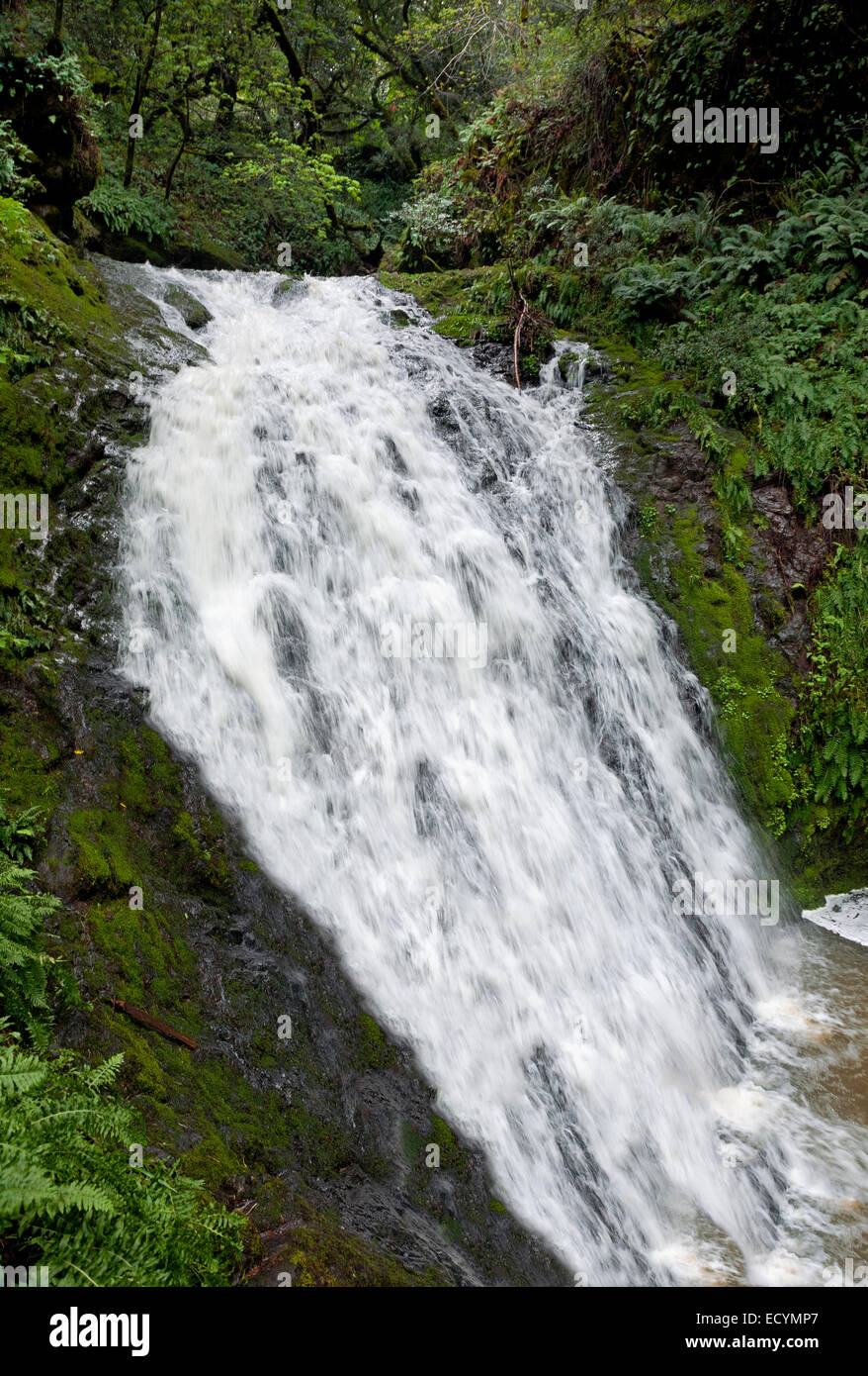 CA02585-00...CALIFORNIA - Cataract Falls on the Cataract Creek Trail in ...