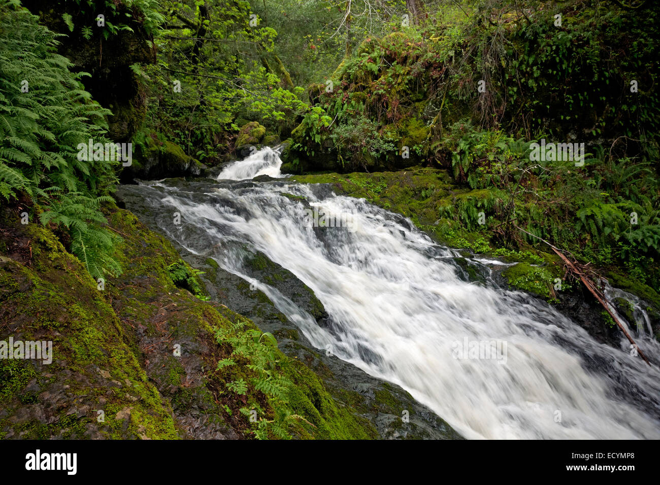 CA02586-00...CALIFORNIA - Cataract Falls on the Cataract Creek Trail in ...