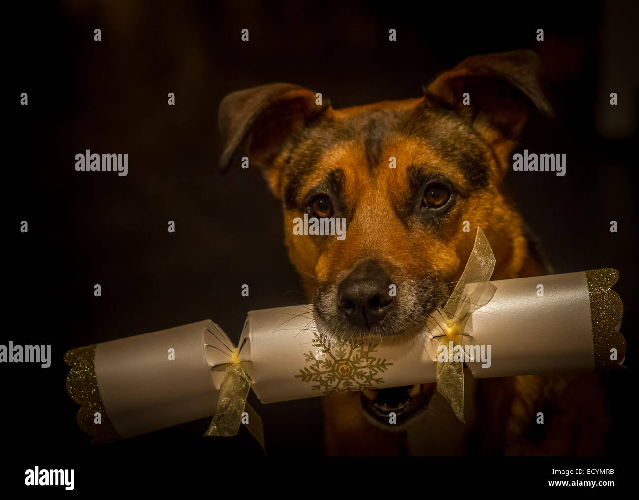 Dog holding festive Christmas cracker Stock Photo - Alamy