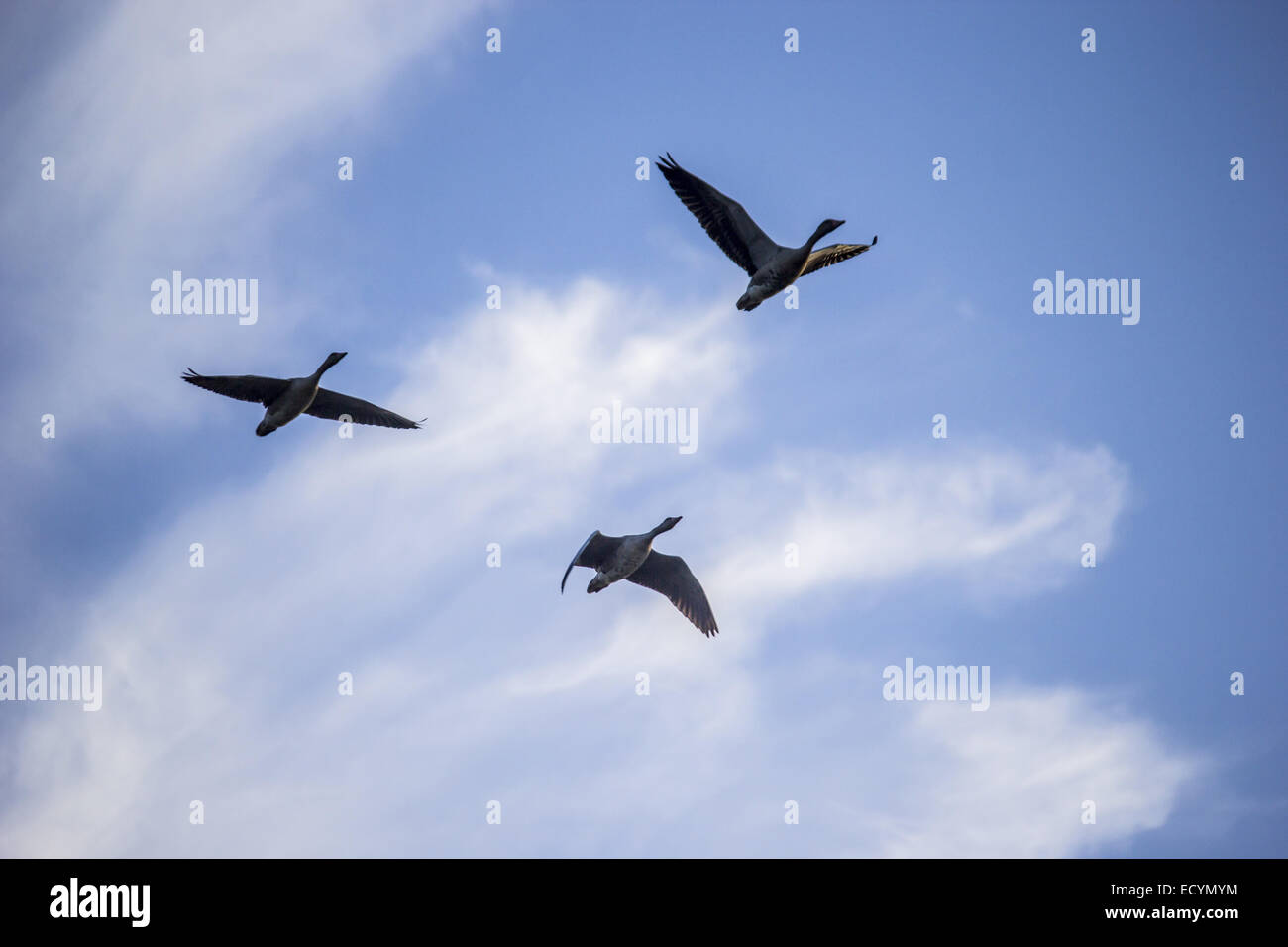 Migratory birds assam hi-res stock photography and images - Alamy