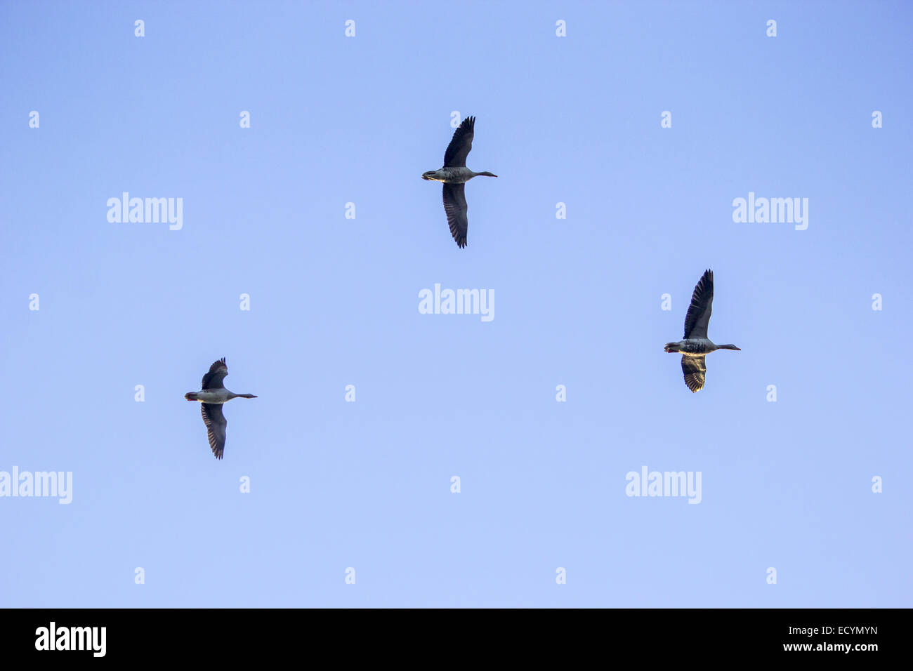 Migratory birds assam hi-res stock photography and images - Alamy