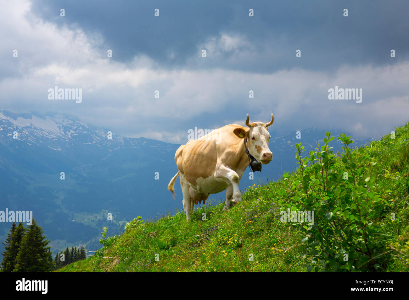 Swiss farming region hi-res stock photography and images - Alamy