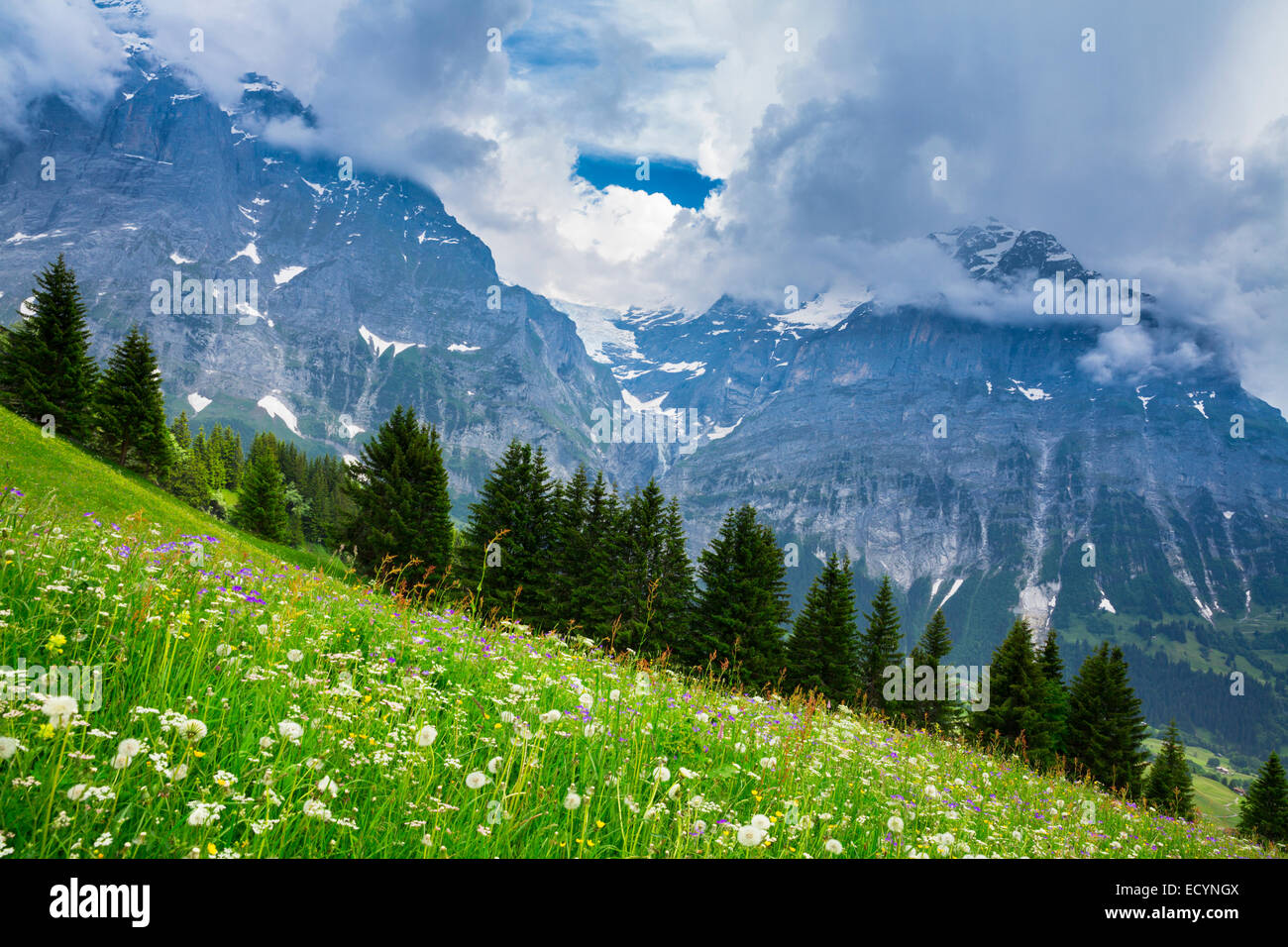 Grass swiss meadow hi-res stock photography and images - Alamy
