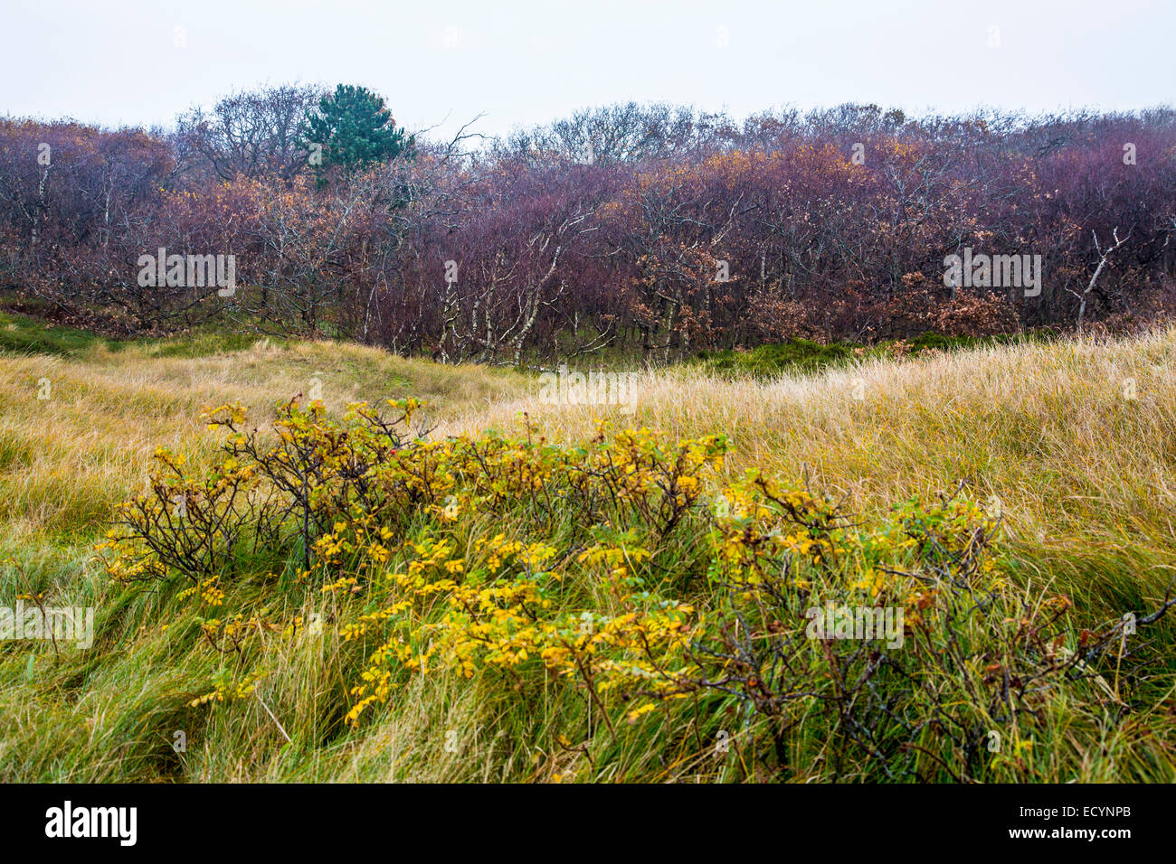 Nature, marshes, winter, North Sea island Spiekeroog, Lower Saxony ...