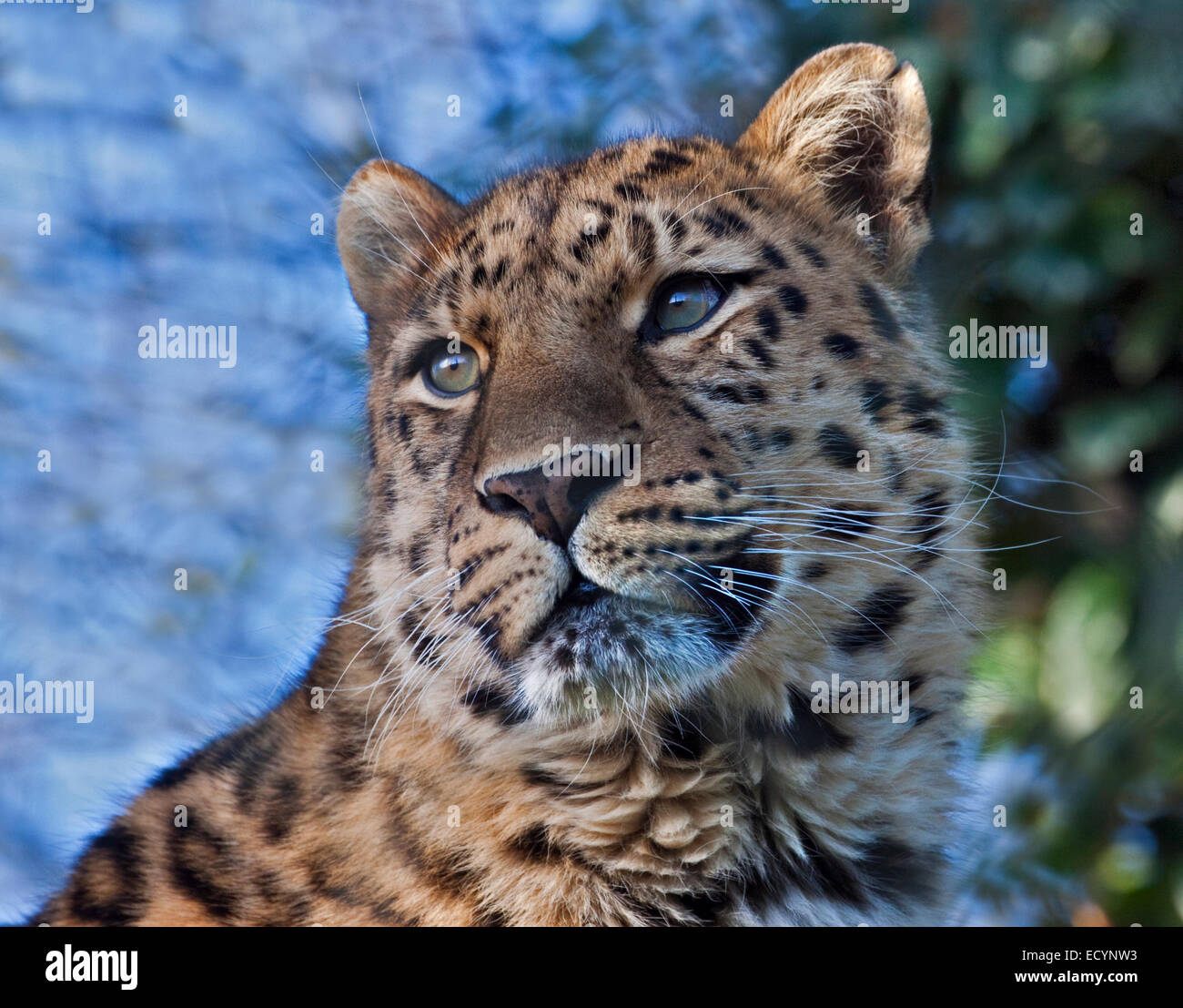 Amur Leopard (panthera pardus orientalis Stock Photo - Alamy