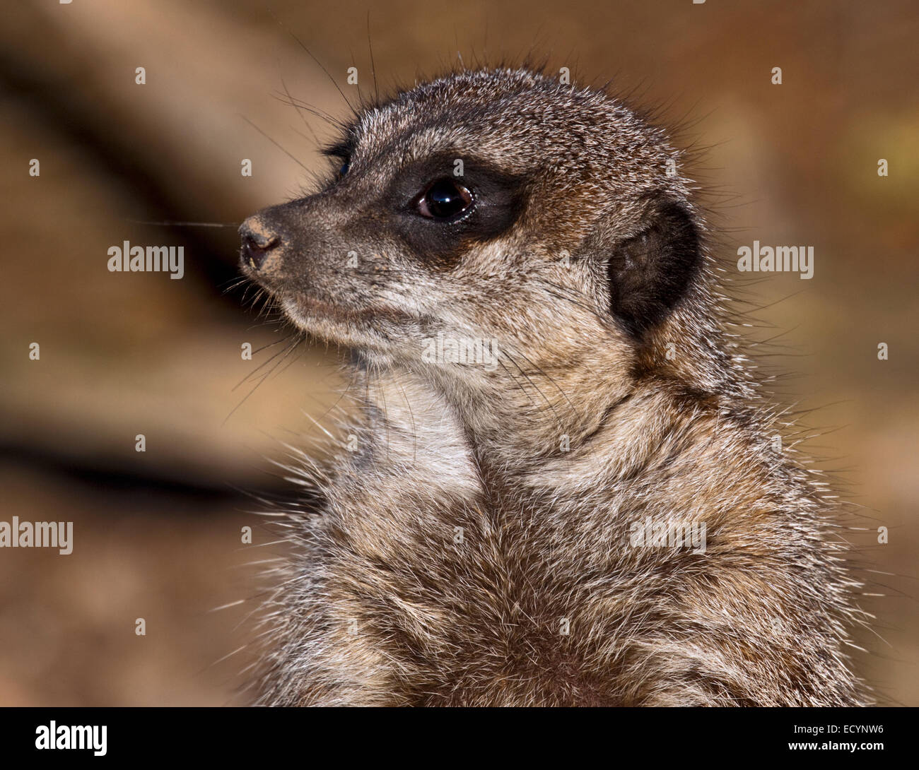 Slender Tailed Meerkat (suricata suricatta Stock Photo - Alamy