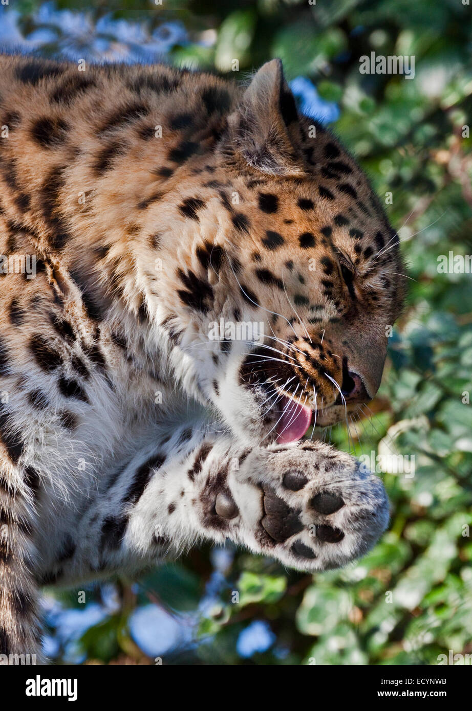 Amur Leopard (panthera pardus orientalis) preening Stock Photo - Alamy