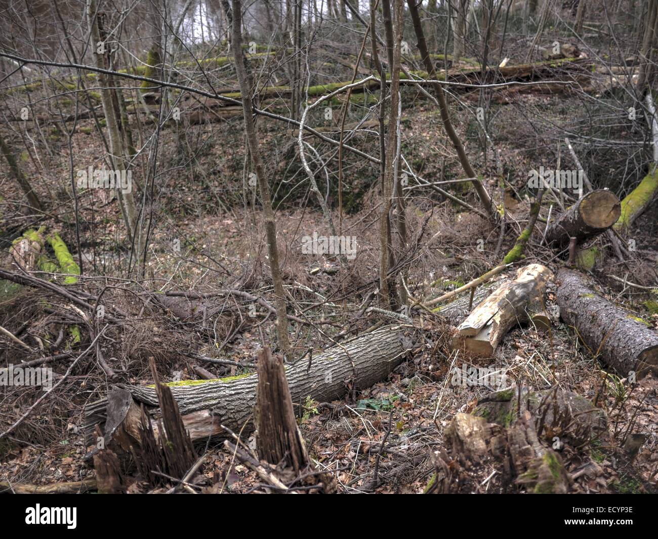 Broken tree in the mountain wood Stock Photo - Alamy