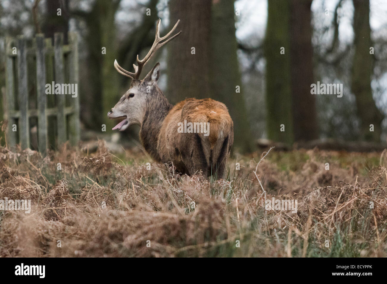 Red deer in Richmond Park in London Stock Photo - Alamy