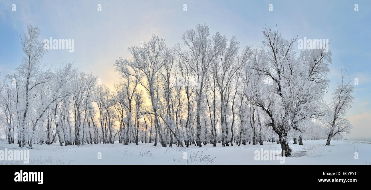 Frozen trees on winter landscape and blue sky Stock Photo - Alamy