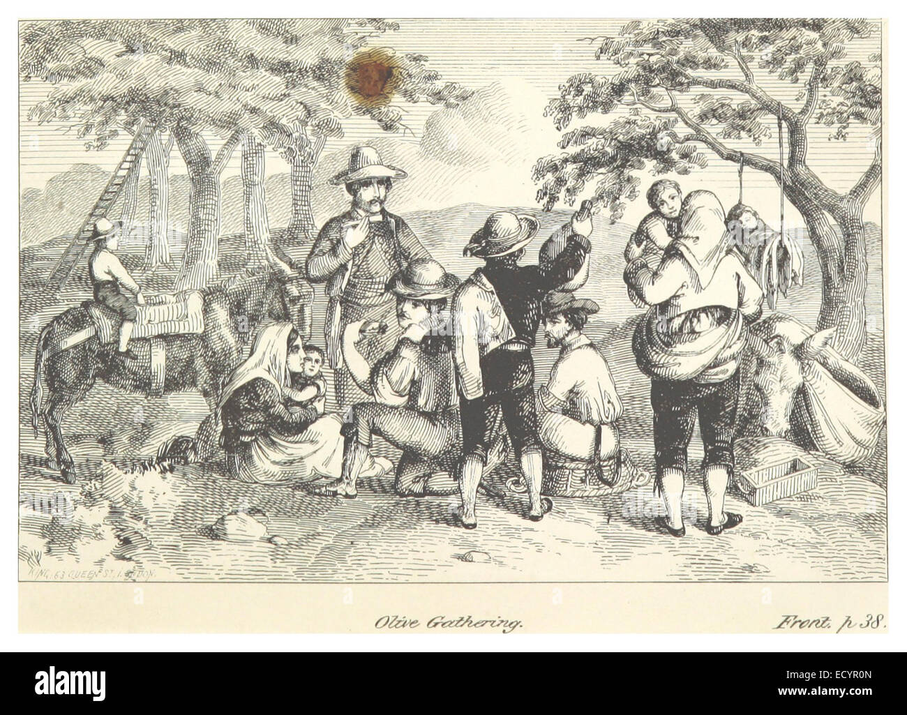 Olive map hi-res stock photography and images - Alamy