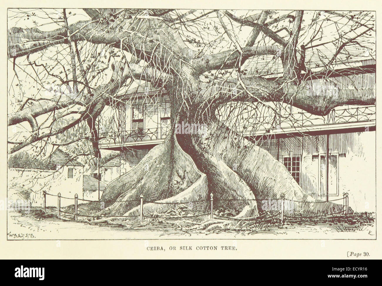 An illustration of the Ceiba tree, commonly known as the silk cotton ...