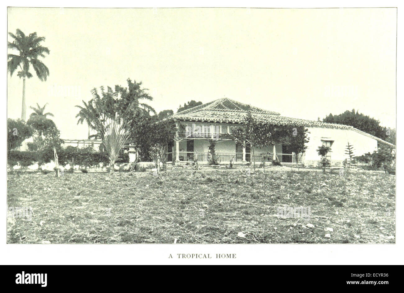 CLARK(1899) Cuba p199 - A TROPICAL HOME Stock Photo - Alamy