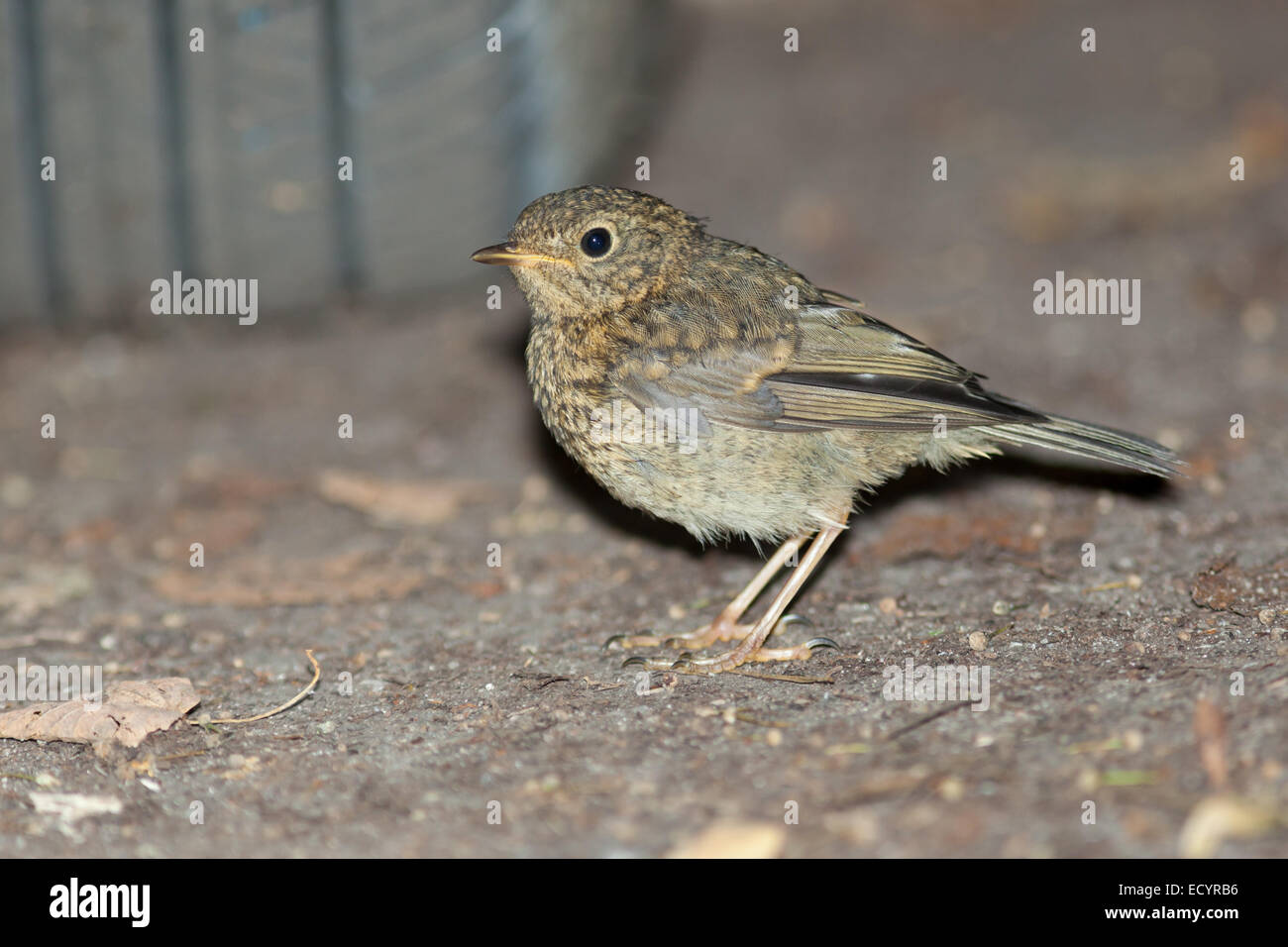Timirjazevsky park, Moscow. Russia. Robin (Erithacus rubecula).Wild ...