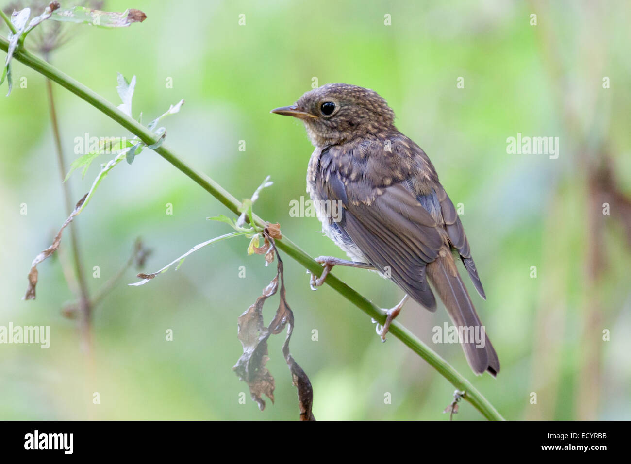 Robin (Erithacus rubecula).Wild bird in a natural habitat Stock Photo ...