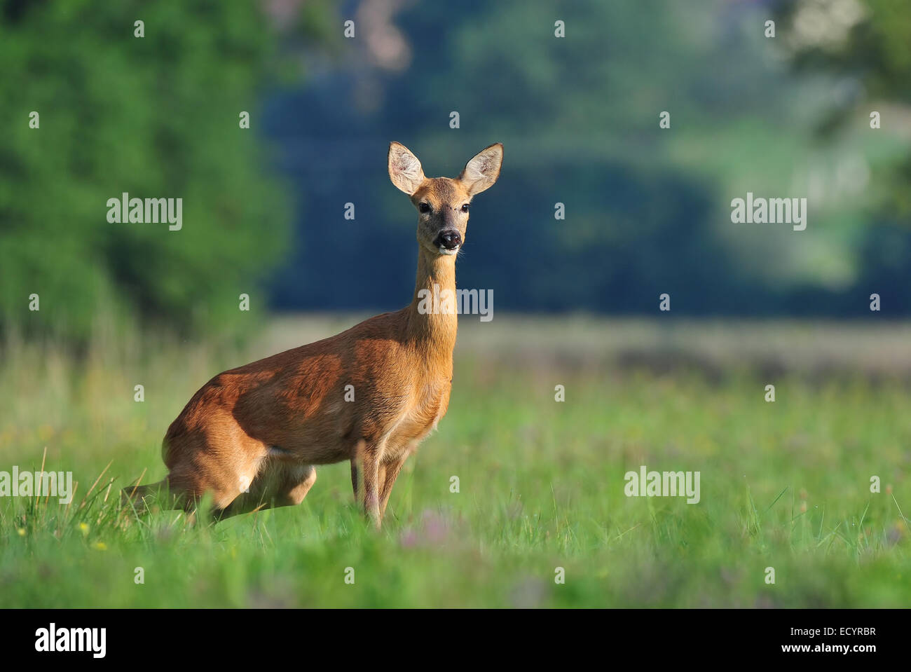 Animal glade mammal wildlife hi-res stock photography and images - Alamy