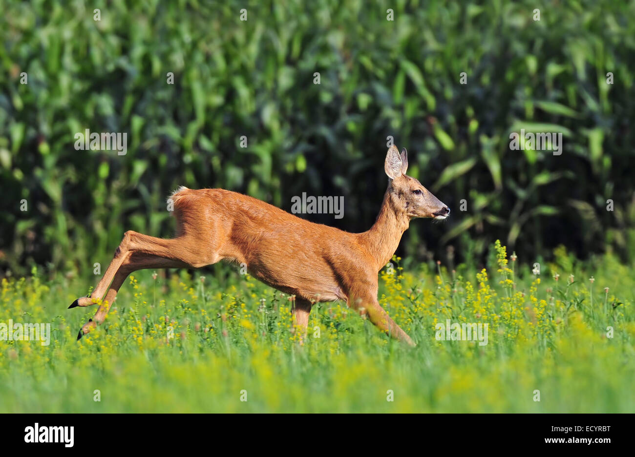 Running deer hi-res stock photography and images - Alamy