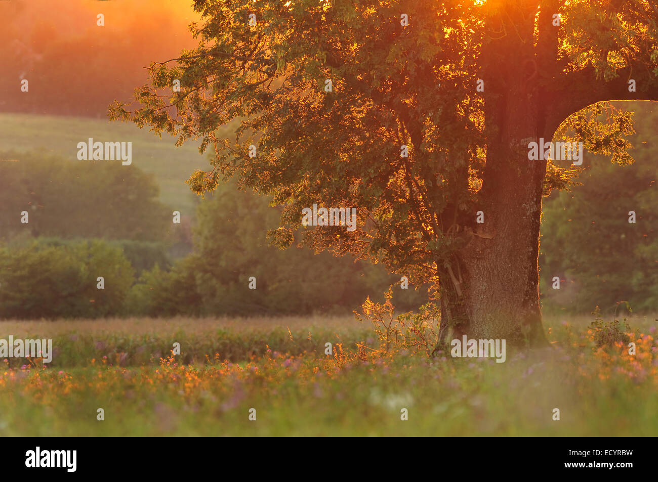 Tree at sunset Stock Photo - Alamy