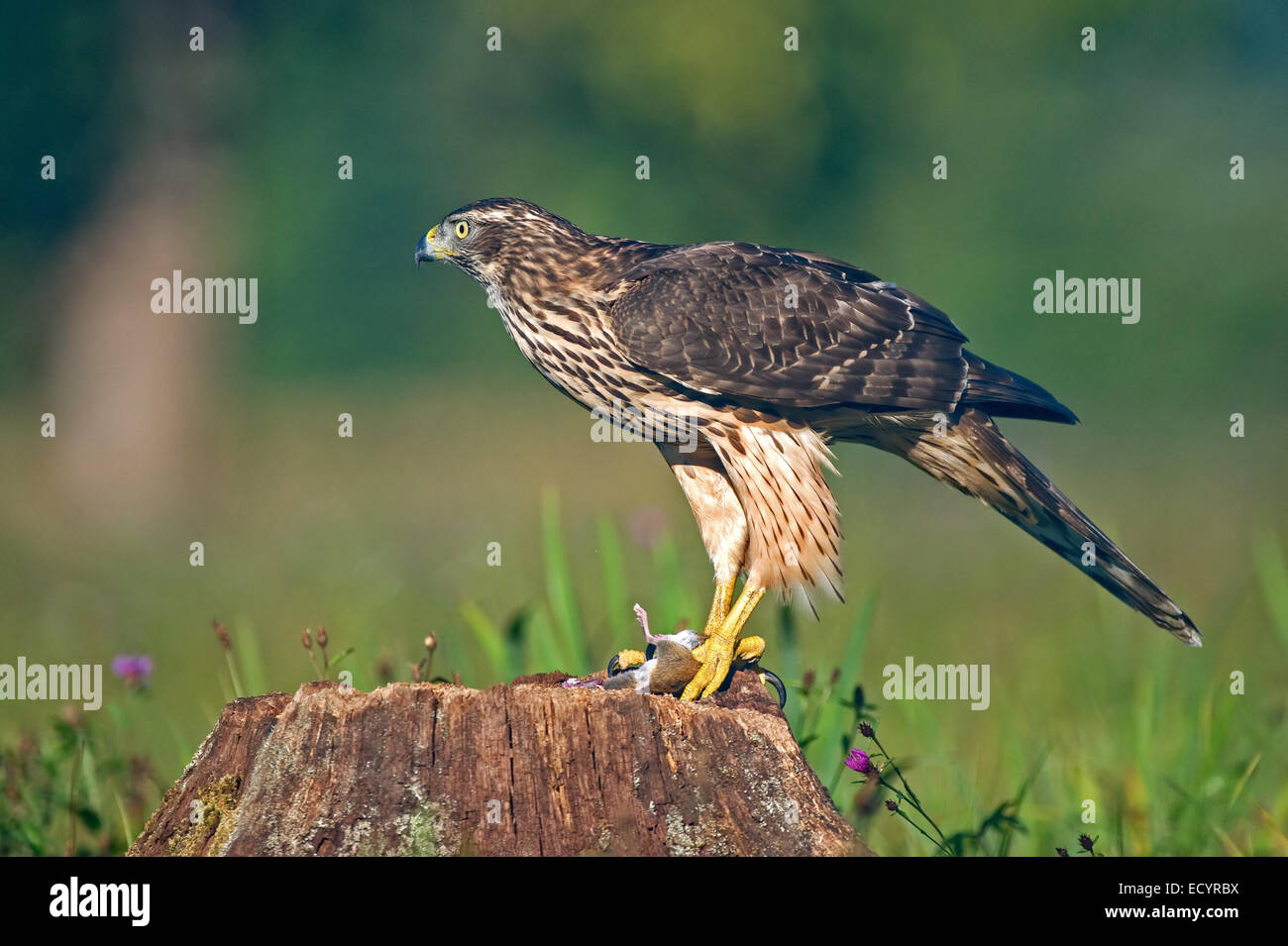 Northern goshawk with a prey Stock Photo - Alamy