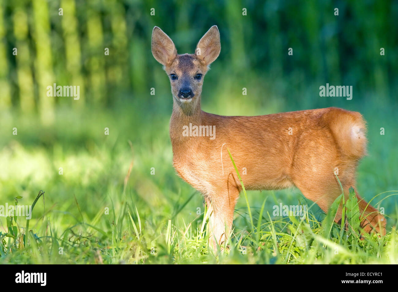 Young roe deer Stock Photo - Alamy
