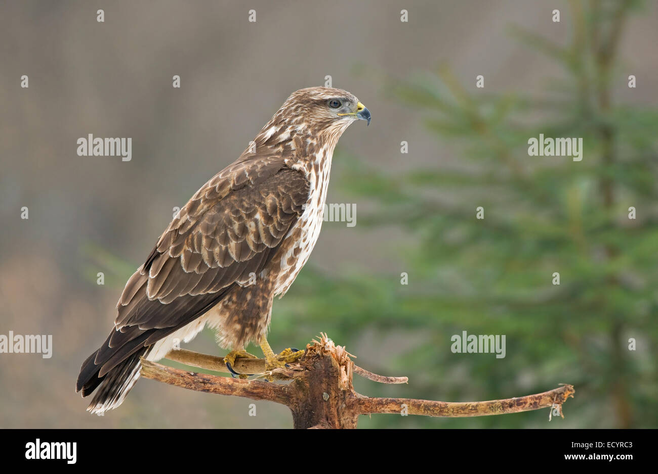Buzzard hi-res stock photography and images - Alamy