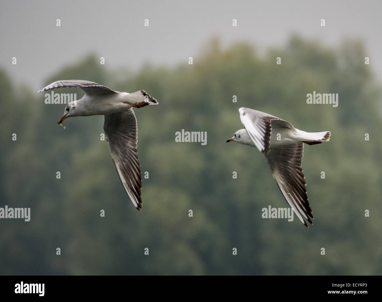 Gulls with fish in flight Stock Photo - Alamy