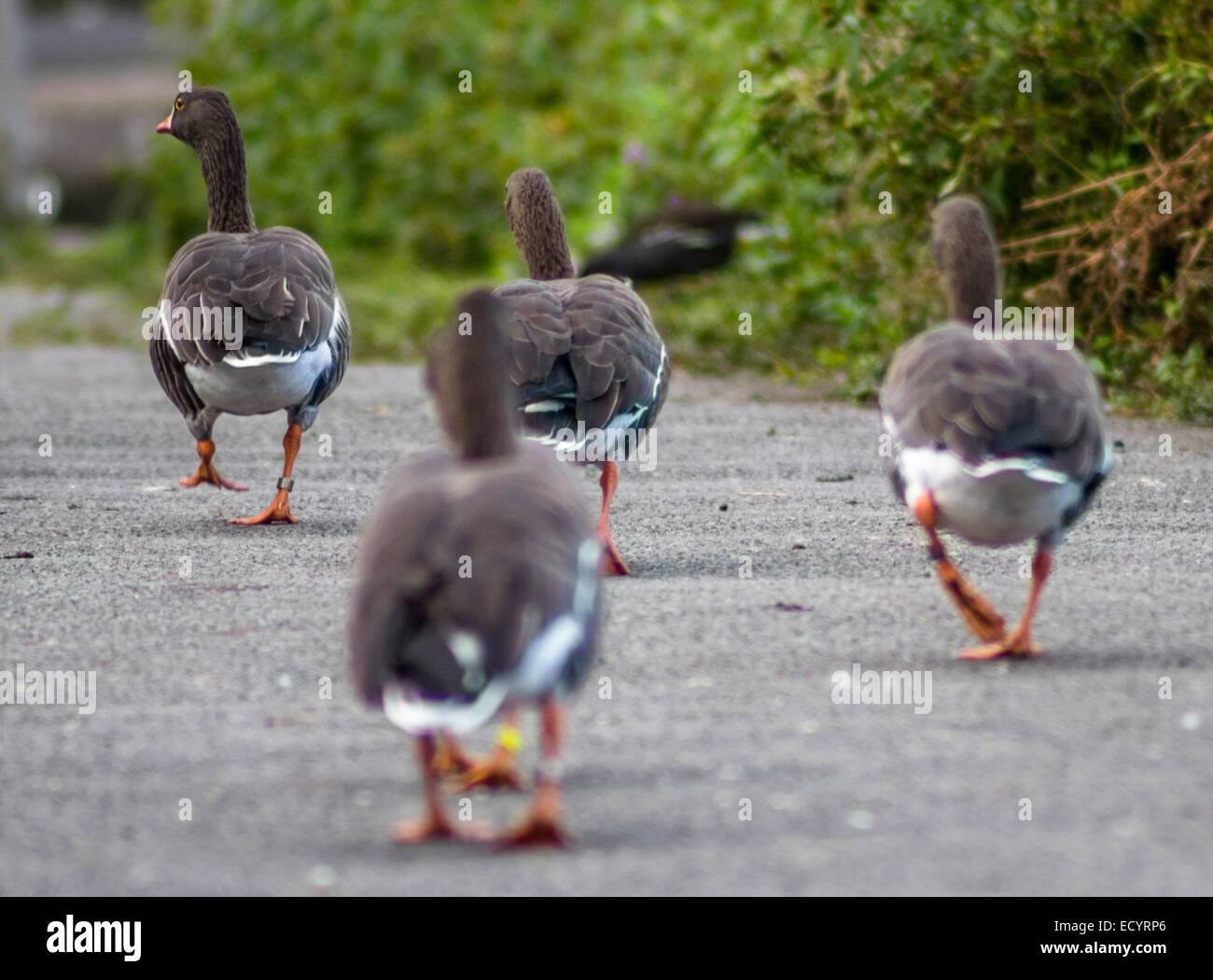 Geese goose path ringed hi-res stock photography and images - Alamy