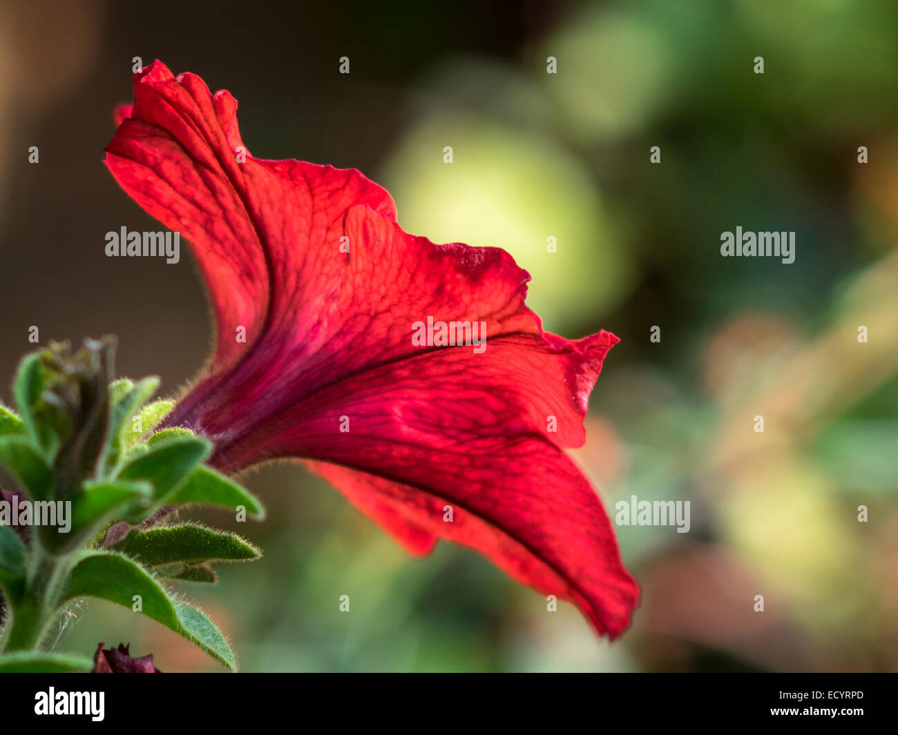 Red petunia hi-res stock photography and images - Alamy