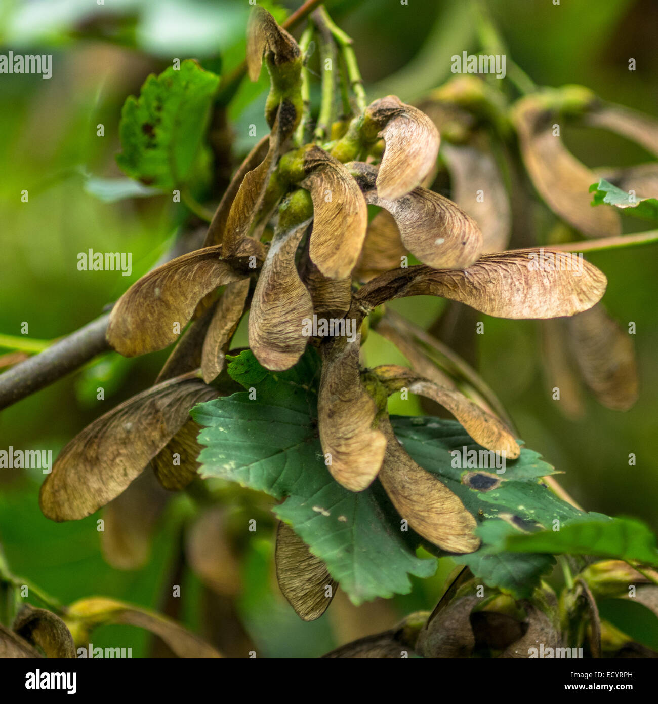 Seeds of sycamore hi-res stock photography and images - Alamy