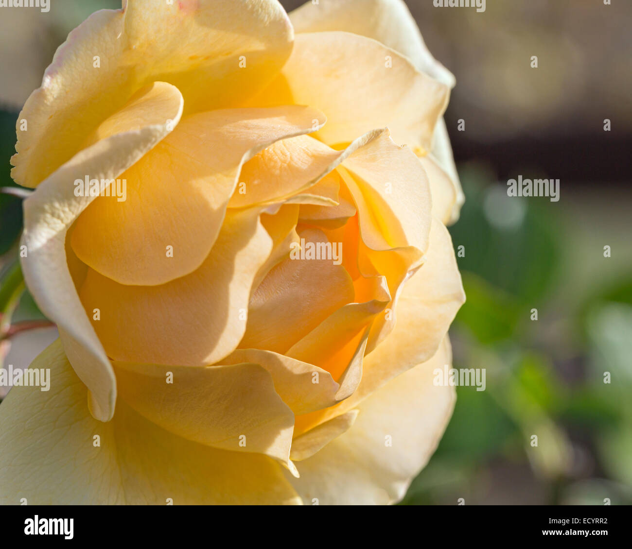 Side lit hi-res stock photography and images - Alamy