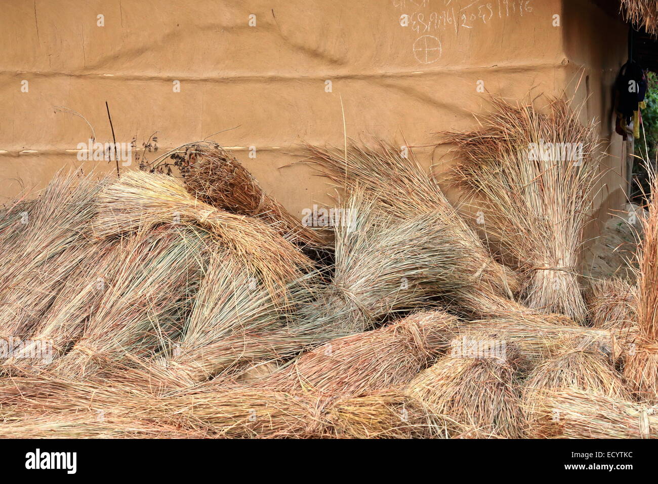 Bunches of rice straw leaning on the rear wall of a traditional ...