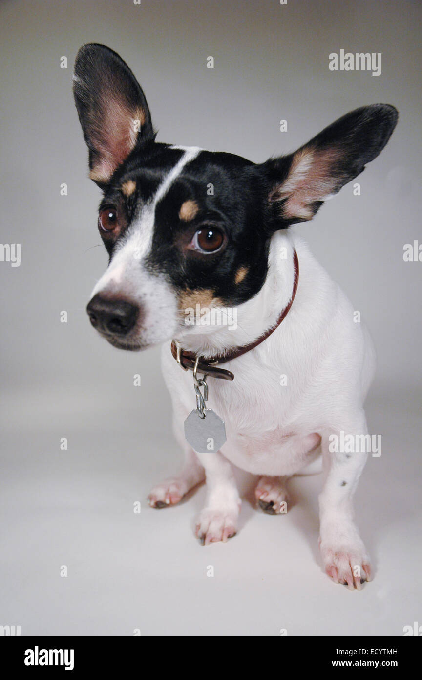 Dog wire fox terriers hi-res stock photography and images - Alamy