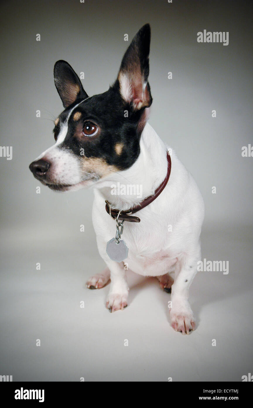 Young fox terrier hi-res stock photography and images - Alamy