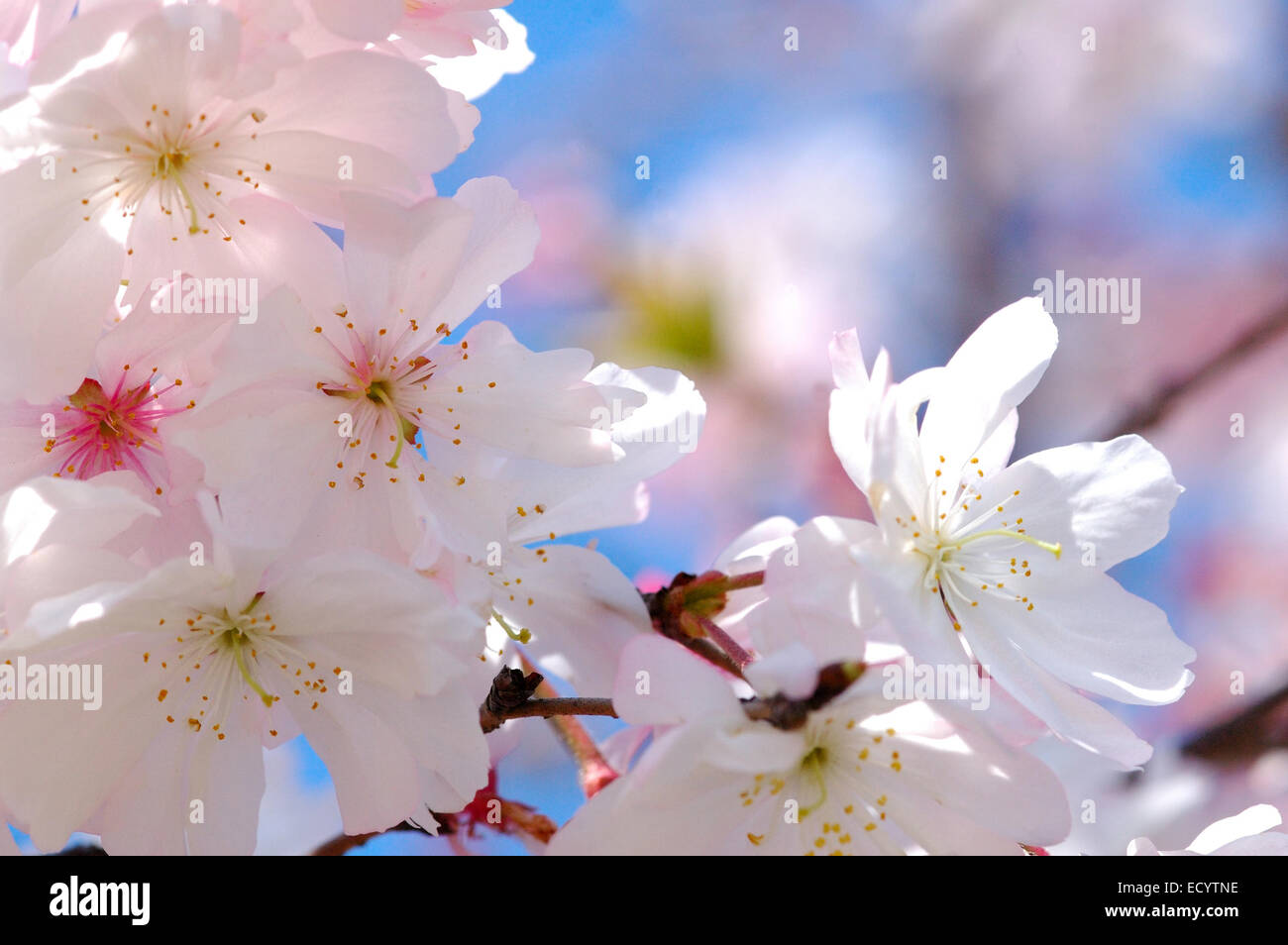 Cherry blossom spring landscape hi-res stock photography and images - Alamy