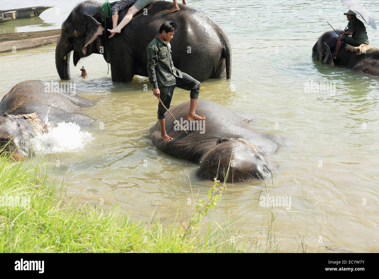 Transporting an elephant hi-res stock photography and images - Alamy